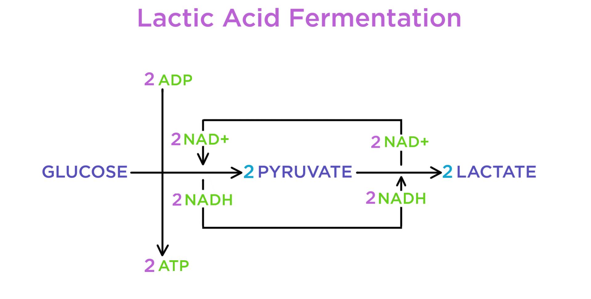 Fermentation — Definition And Role In Cellular Respiration Expii