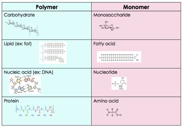 Monomers And Polymers — Role And Importance Expii