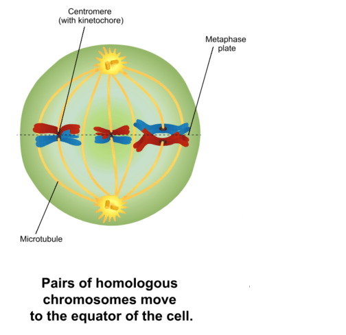 Meiosis 1 — Overview And Stages Expii