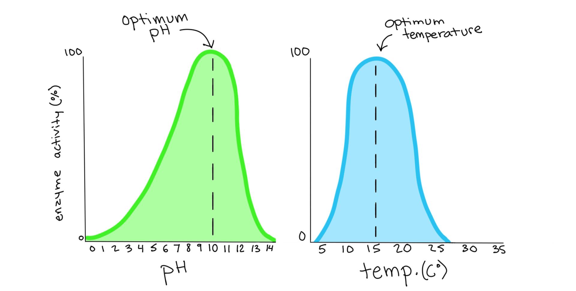 How Are Enzymes Affected By Temperature