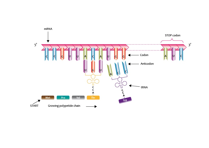 Messenger Rna Mrna — Overview And Role In Translation Expii