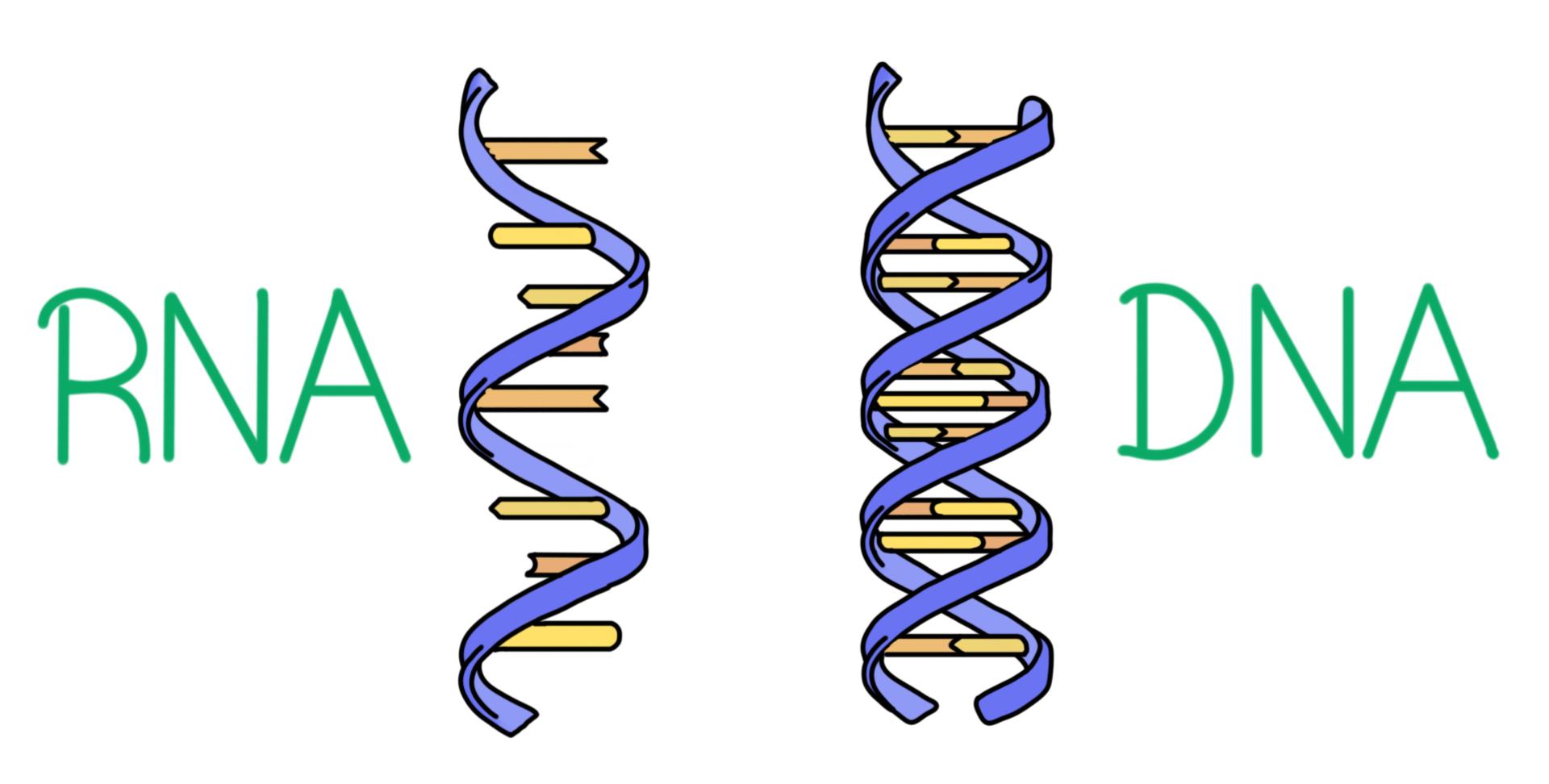 Nucleic Acid Differences Between Dna And Rna At Robin Douglas Blog