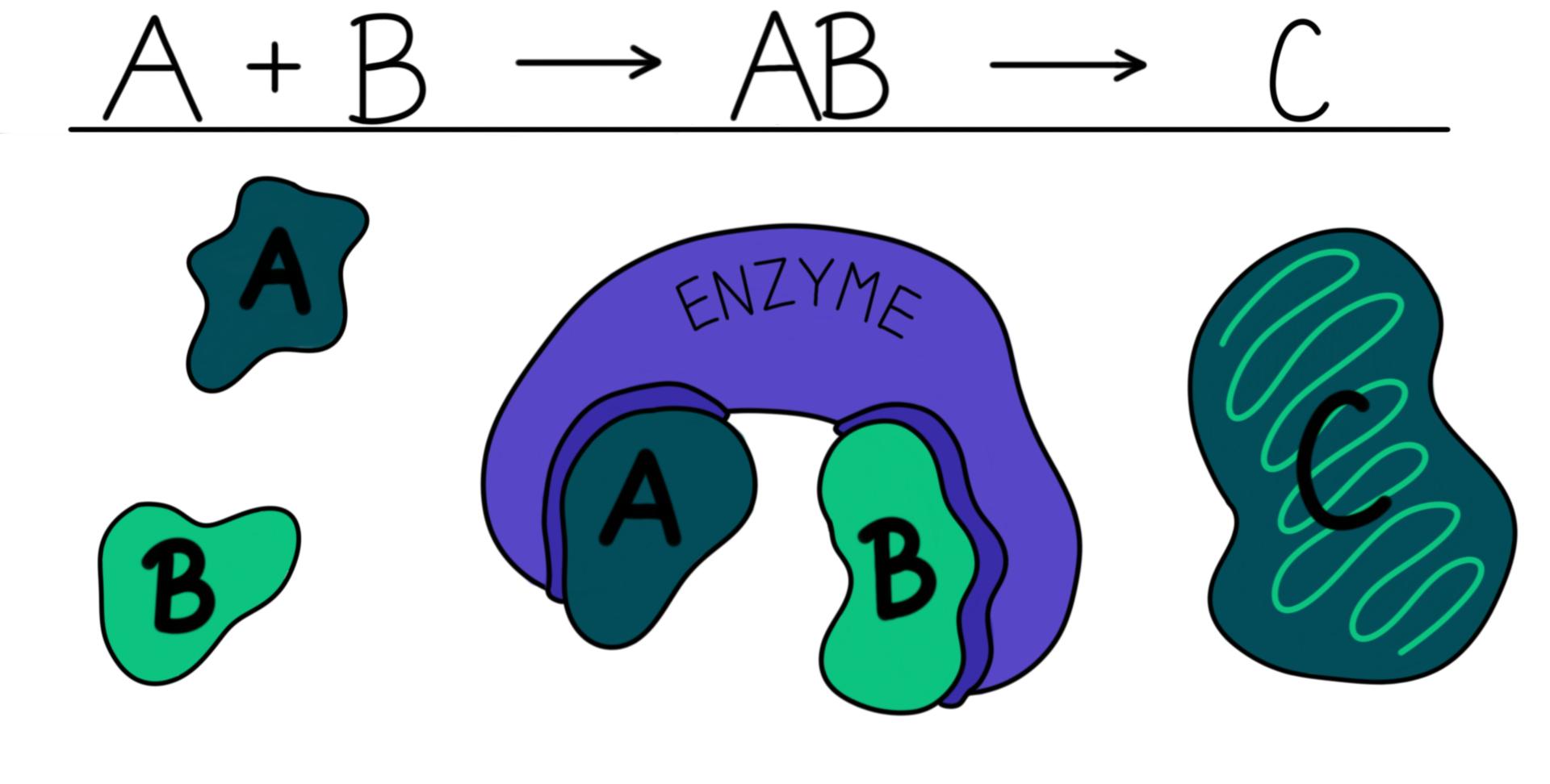 What Are Enzymes — Definition And Overview Expii