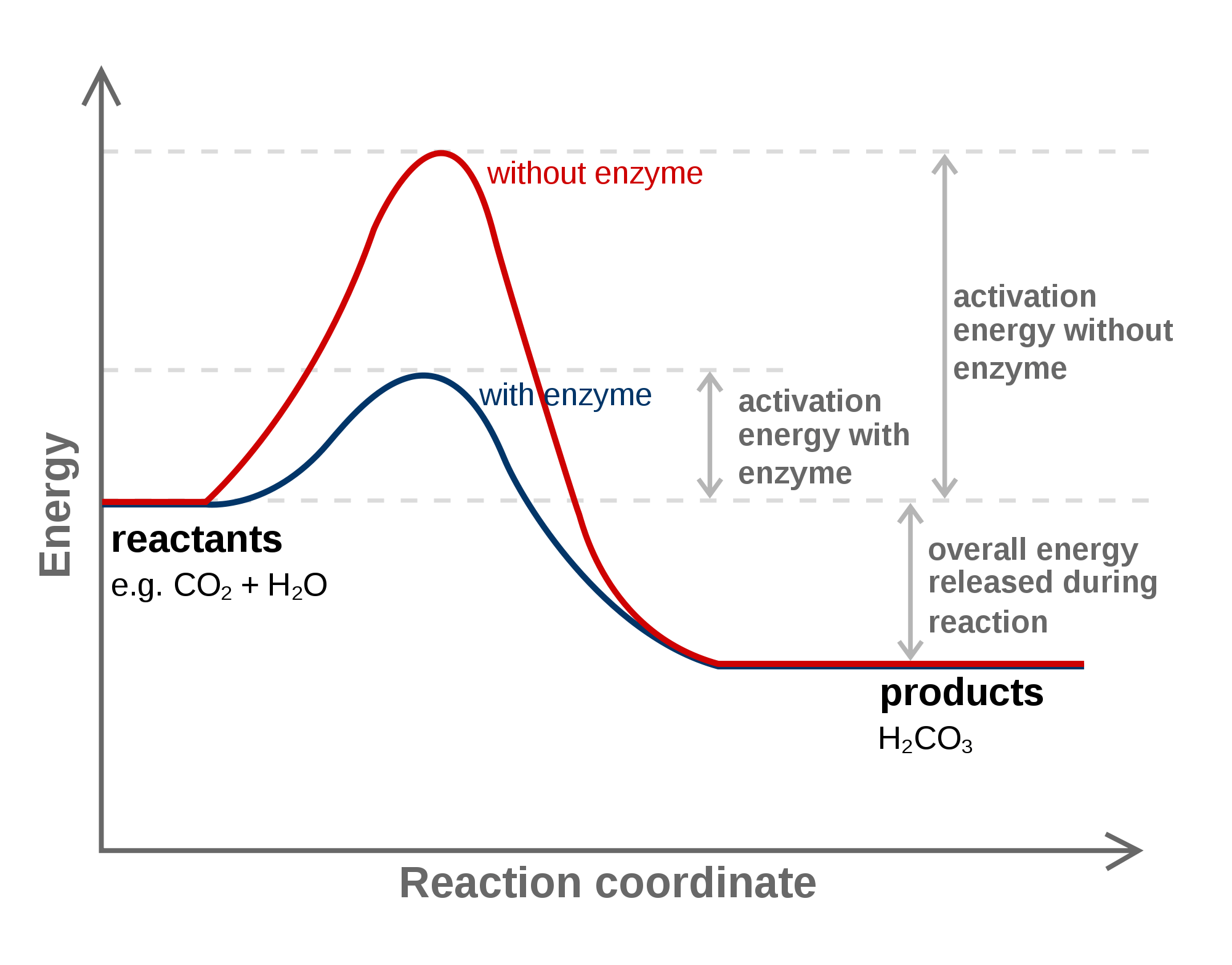 Rate Of Reaction Enzymes — Role And Importance Expii