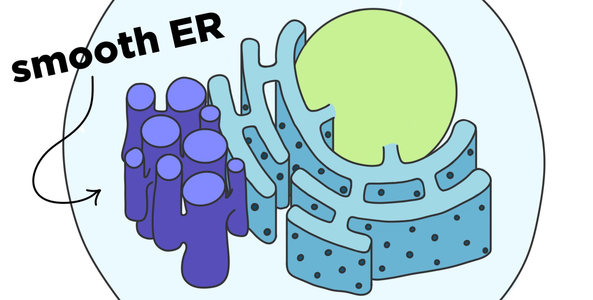 Smooth Endoplasmic Reticulum Ser — Structure And Function Expii