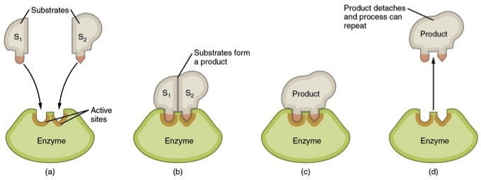 Enzymes In Biochemical Reactions — Role And Importance Expii