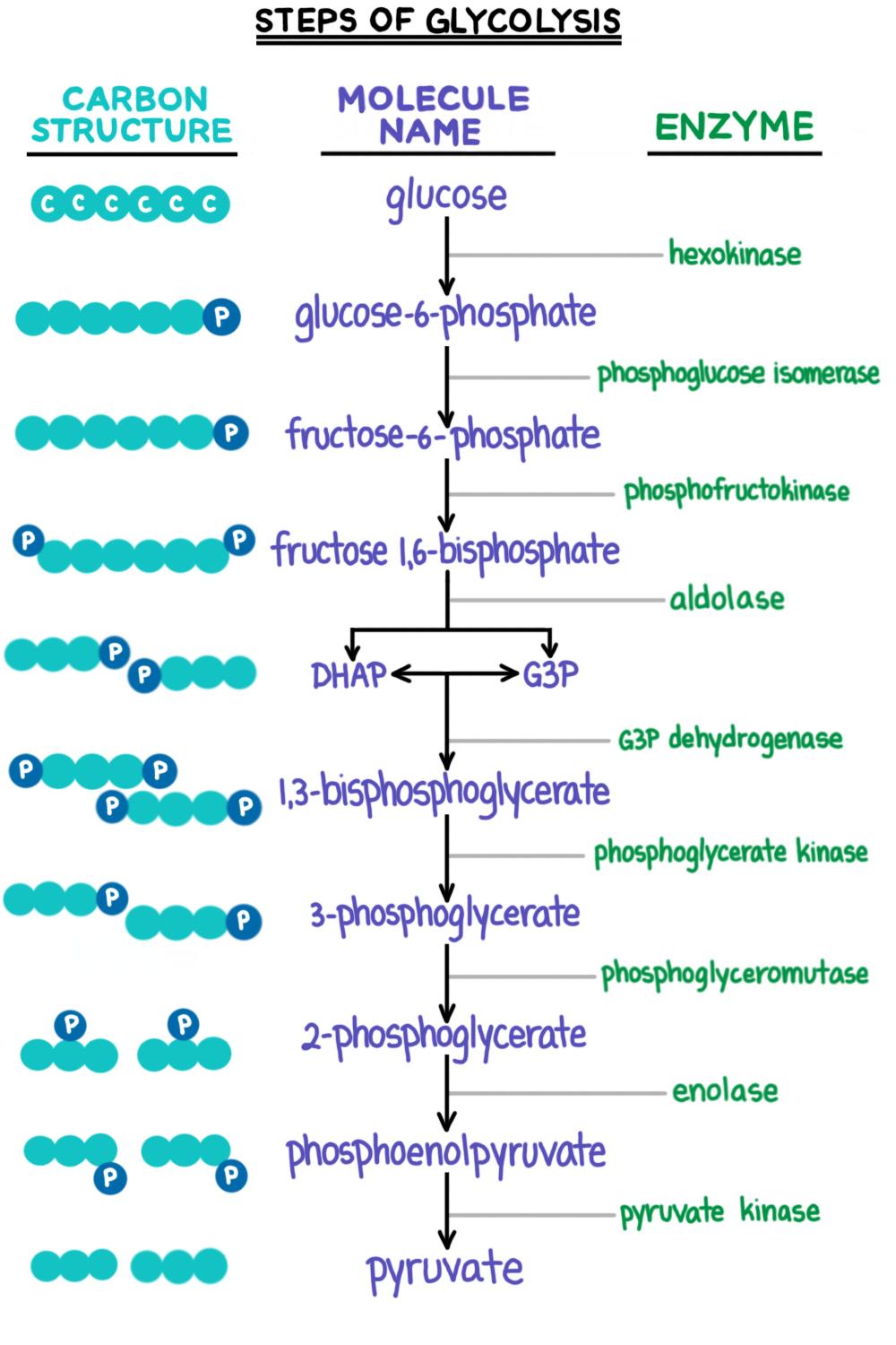 Glycolysis Cellular Respiration — Summary And Steps Expii