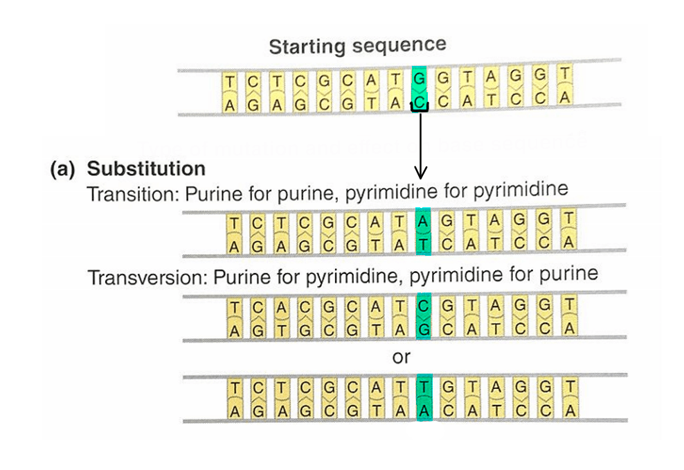 Substitution Dna Mutation — Definition And Examples Expii