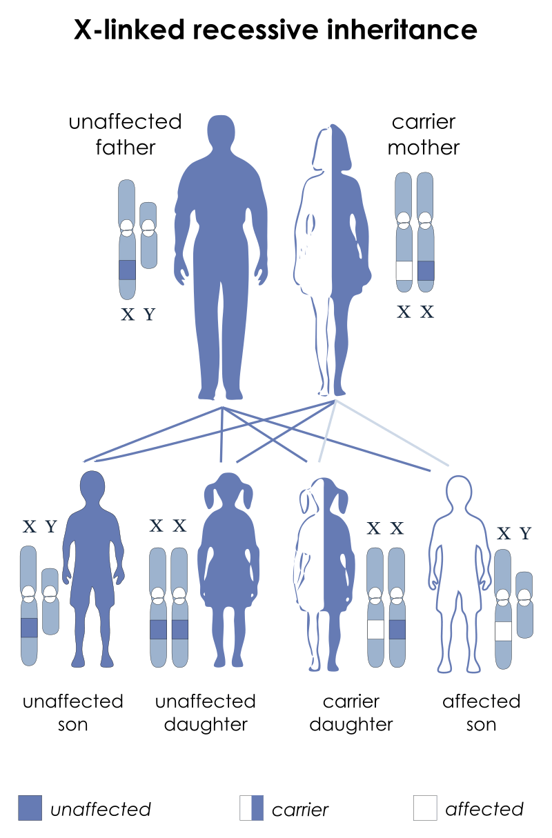 Sex Linked Traits — Definition And Examples Expii