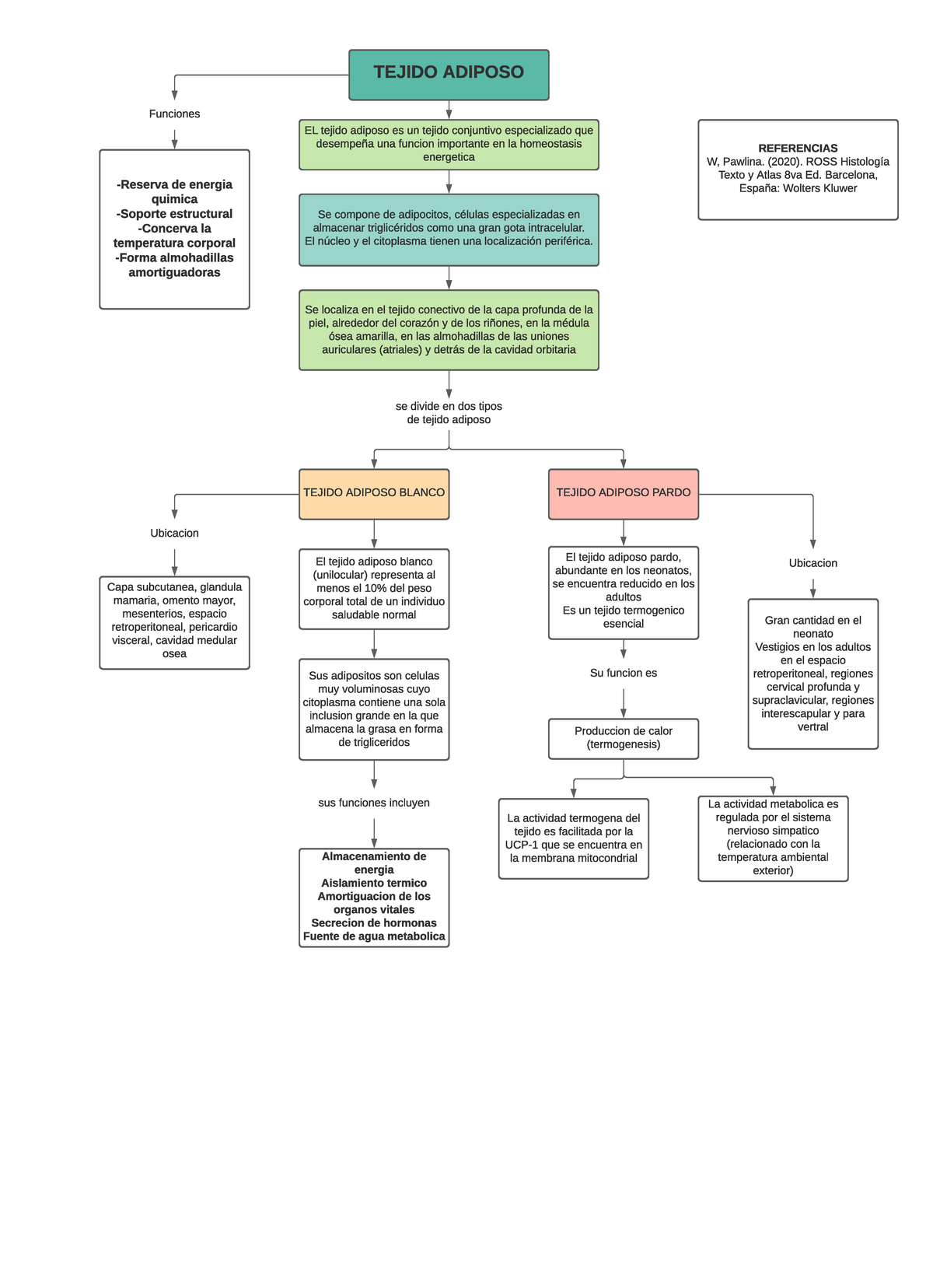 Tejido Adiposo Funciones Y Caracteristicas Tejido Adiposo Se