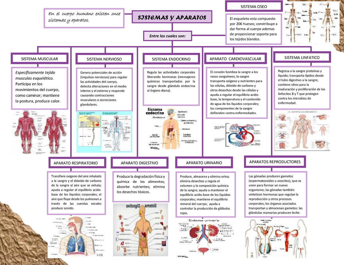 Mapas Conceptuales Anatomia Sistemas Y Aparatos En El Cuerpo Humano