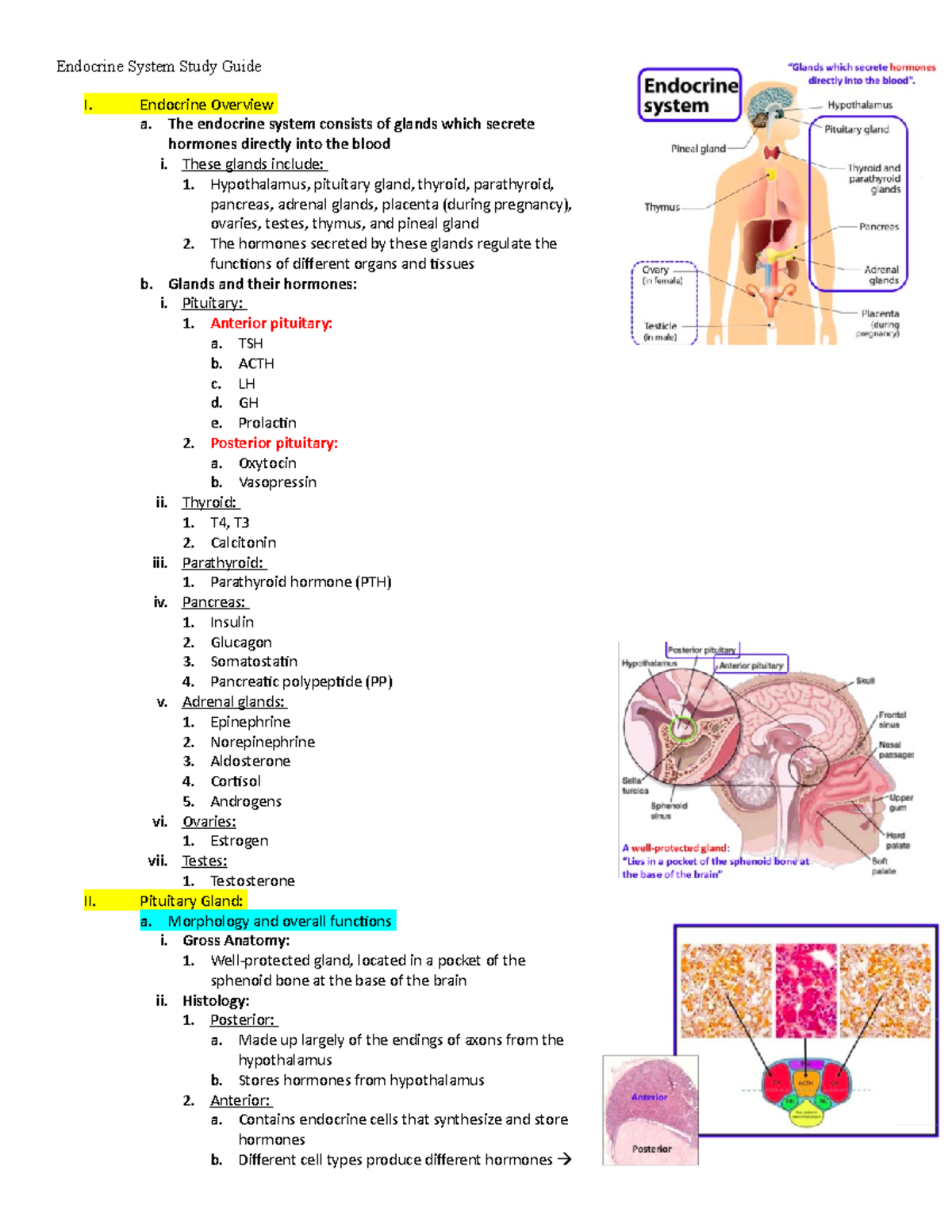 Endocrine Study Guide Endocrine System Study Guide I Endocrine