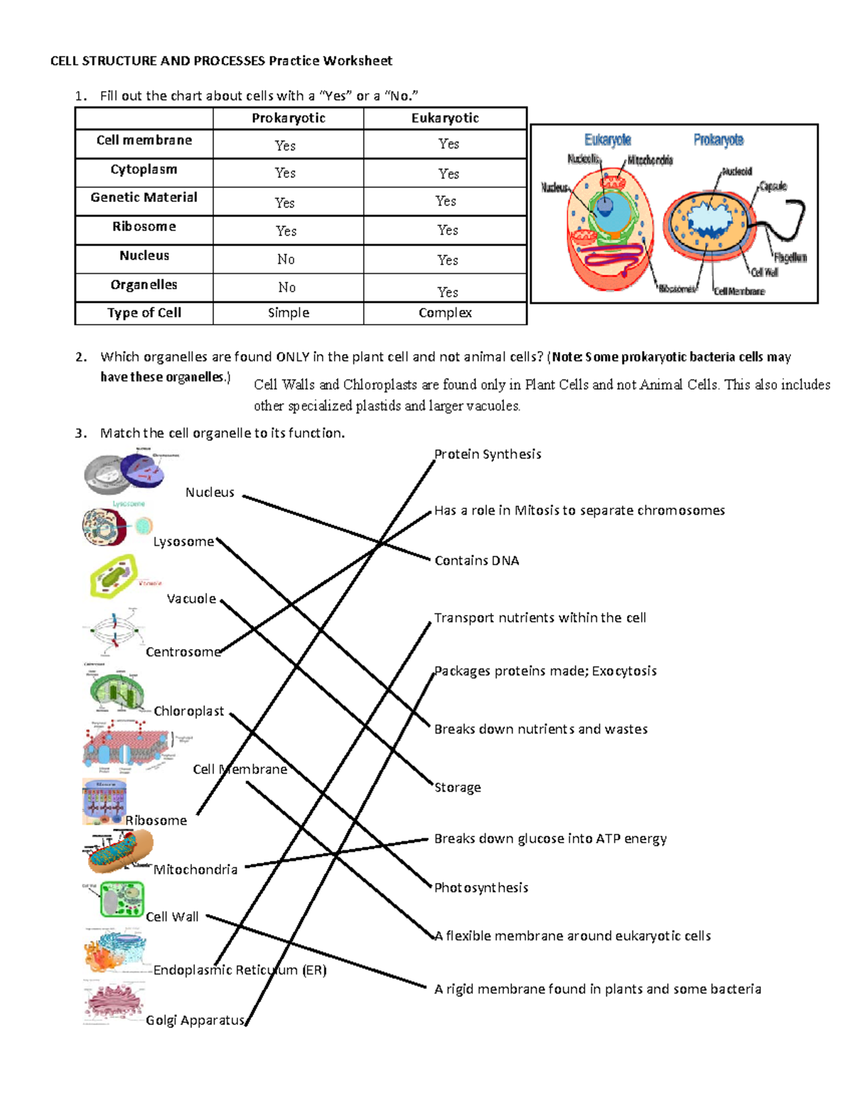 Cell Structure Practice Cell Structure And Processes Practice