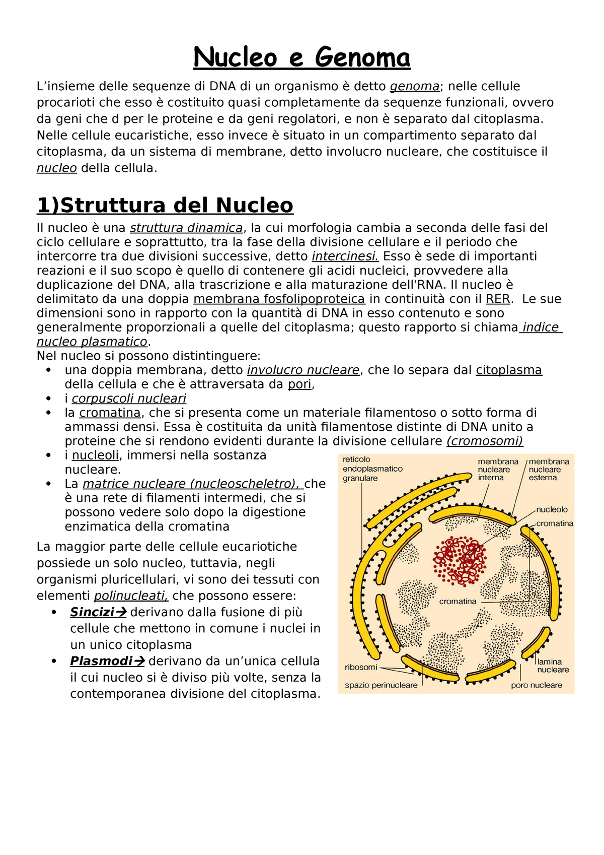 Nucleo E Genoma Riassunto Biologia Della Cellula 500321 Studocu