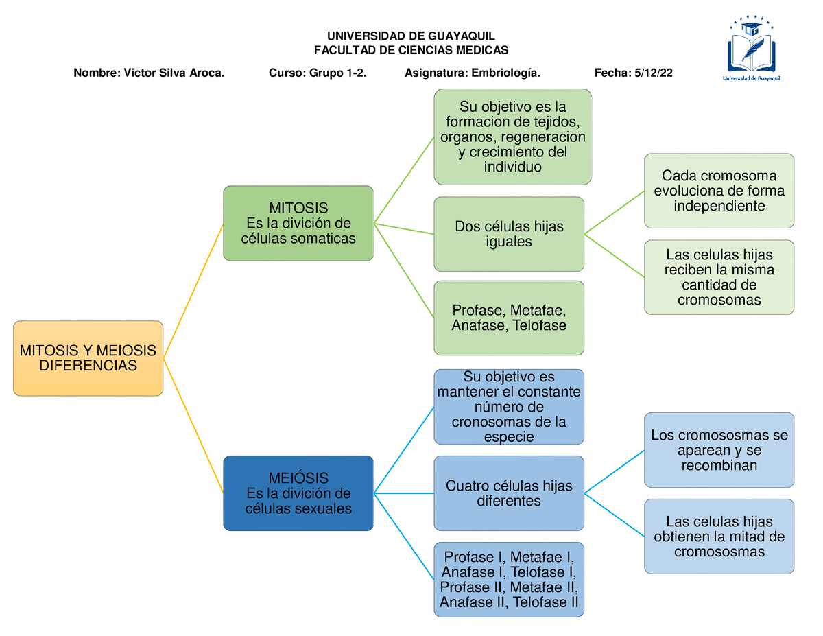 Mapa Conceptual Mitosis Y Meiosis Universidad De Guayaquil Facultad