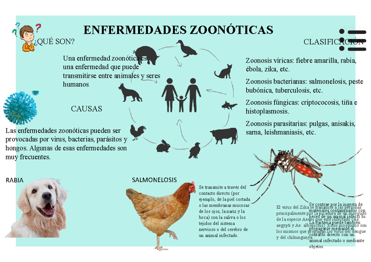 Infografia Biologia Enfermedades ZoonÓticas ¿quÉ Son ClasificaciÓn