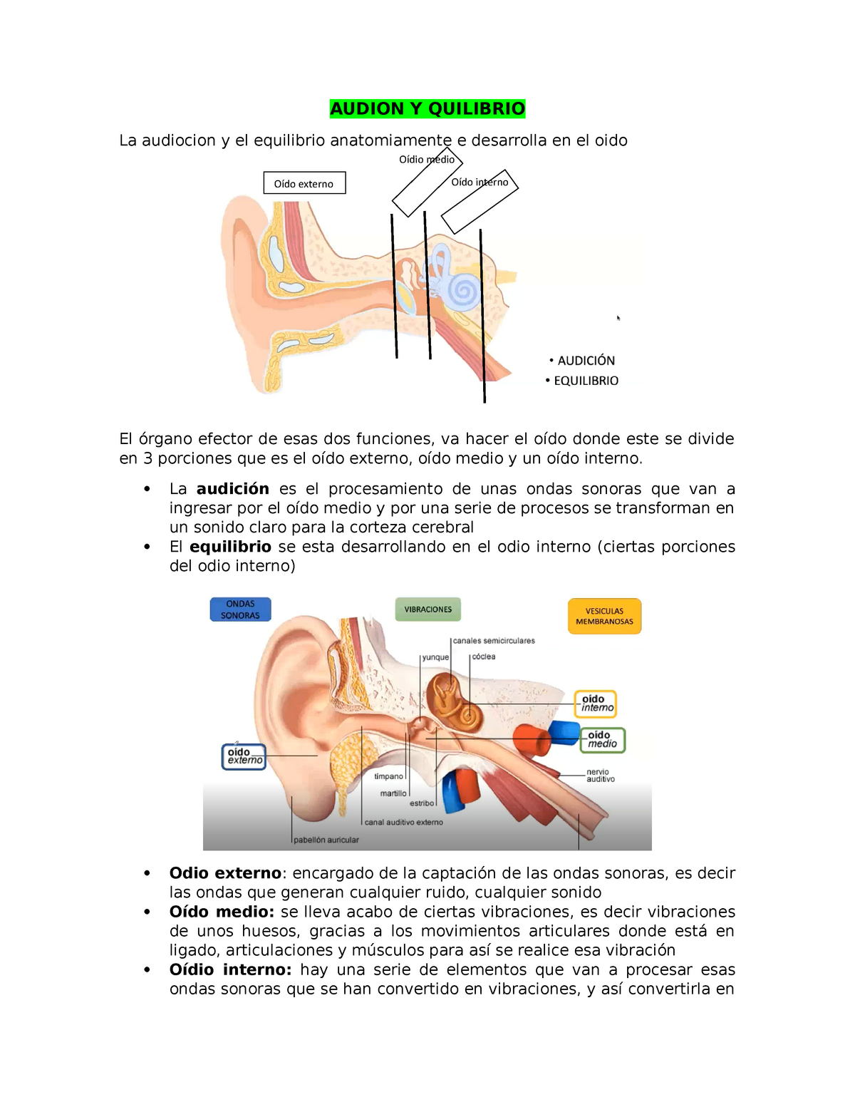 Anatomia Del Oido Audion Y Quilibrio La Audiocion Y El Equilibrio