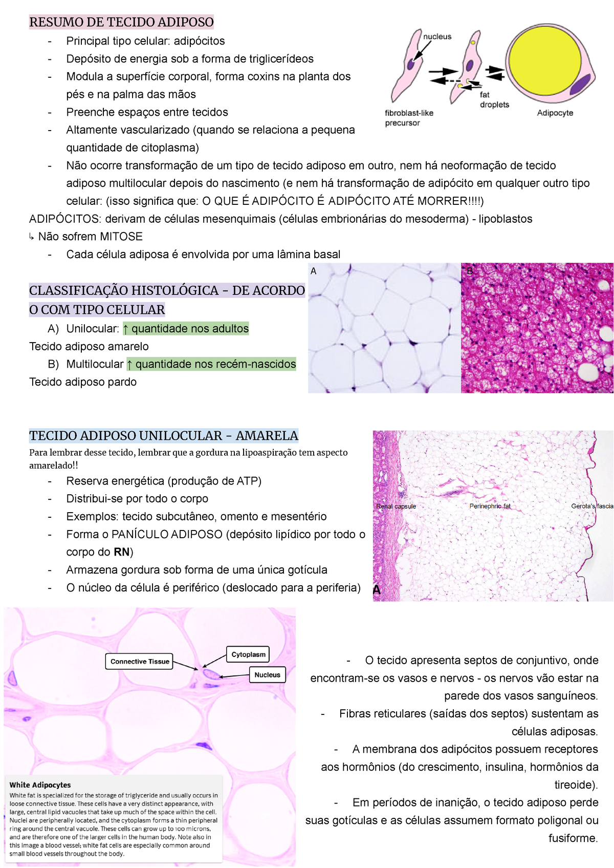 Resumo De Histologia Tecido Adiposo Resumo De Tecido Adiposo