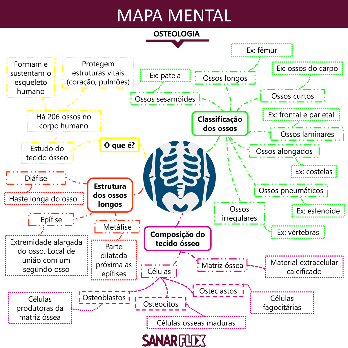 Arriba 67 Imagen Mapa Mental De Osteologia Abzlocalmx