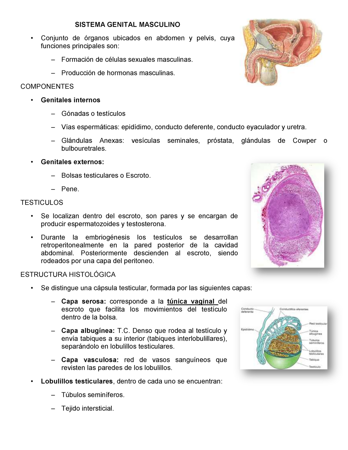 Anatomia Sistema Reproductor Masculino Usc Studocu