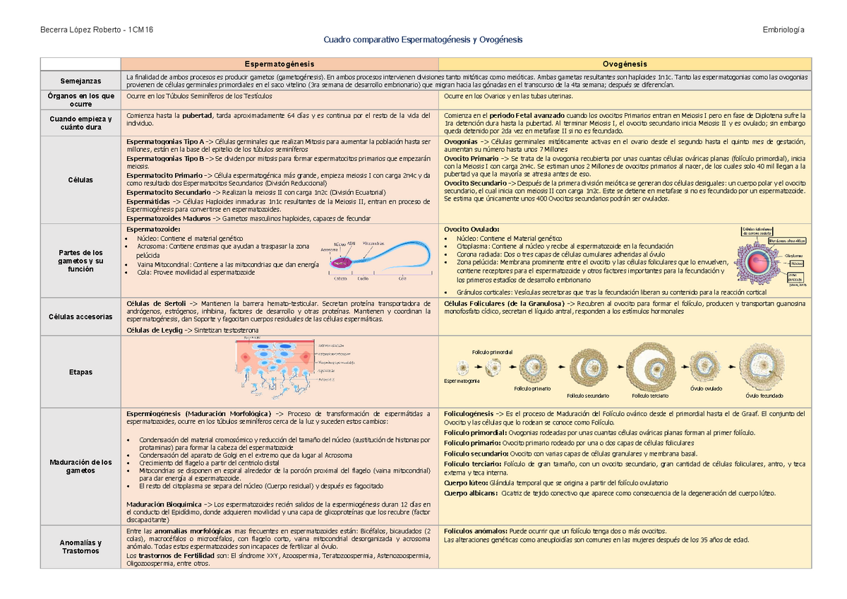 Tabla Comparativa Sobre Gametogénesis Espermatogénesis Vs Ovogénesis