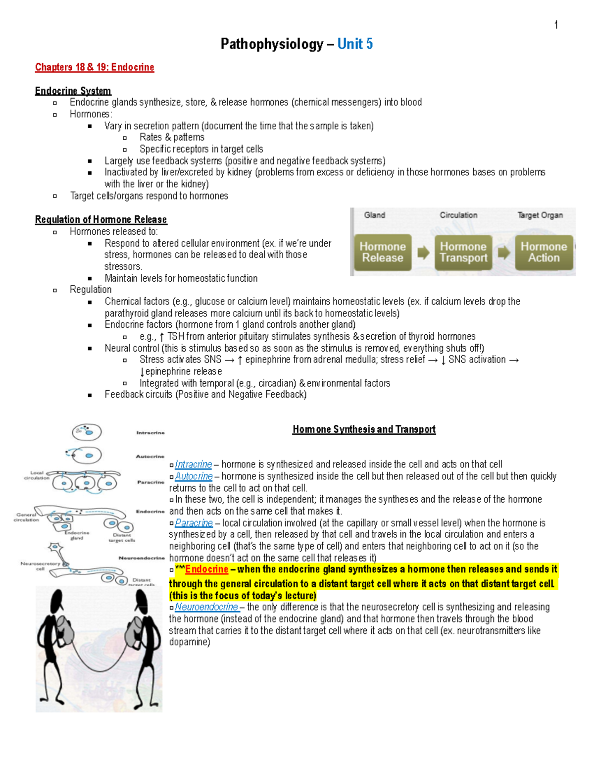 Patho Study Guide 3 For Unit 5 Pathophysiology Unit 5 Chapters 18