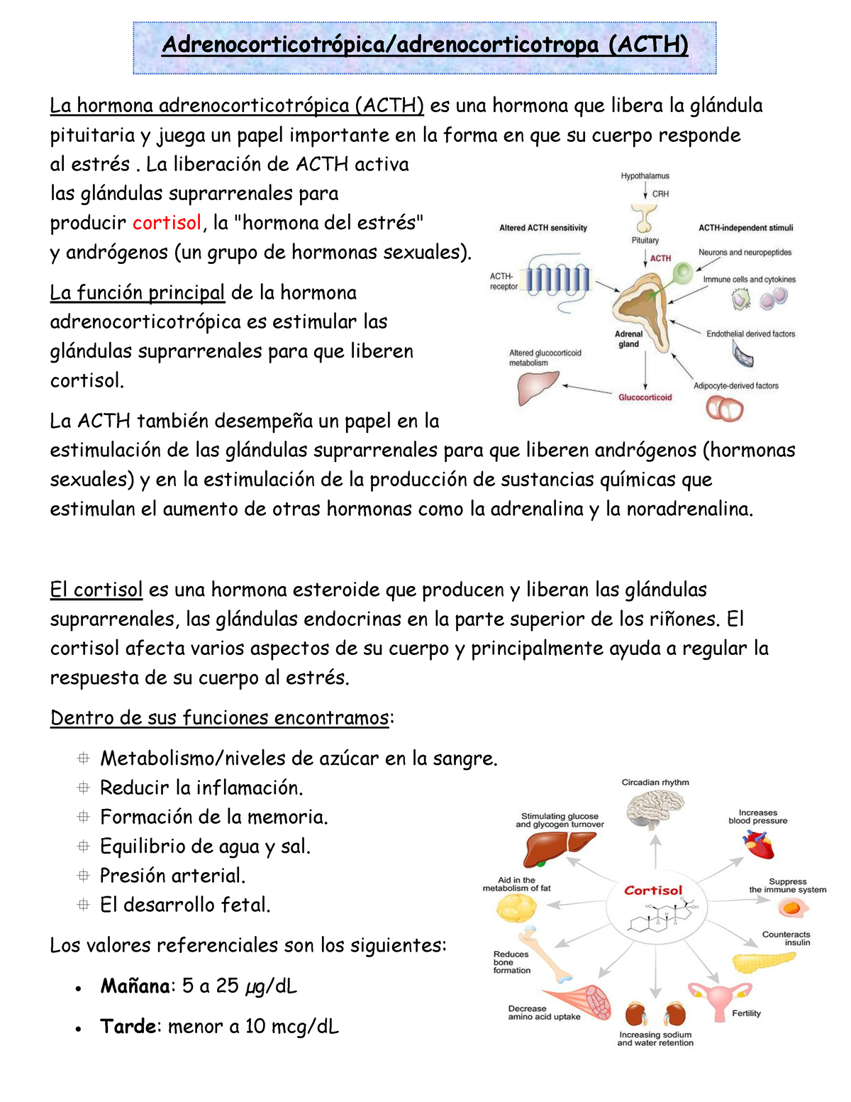 Acth 1 La Hormona Adrenocorticotrópica Acth Y El Corisol La