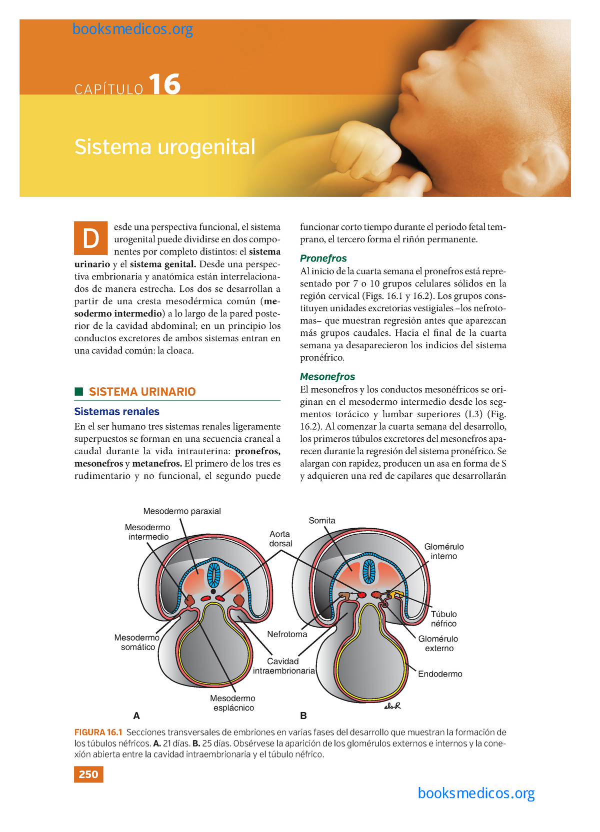 Urogenial Y Cabeza 13e 250 CapÍtulo 16 Sistema Urogenital Esde Una