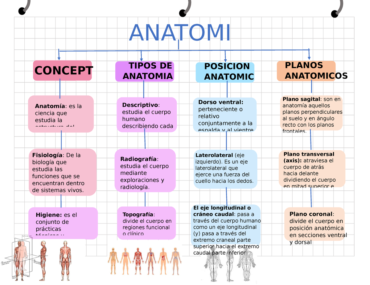 Mapa Conceptual Anatomia Anatomi Tipos De Anatomia Posicion Anatomic