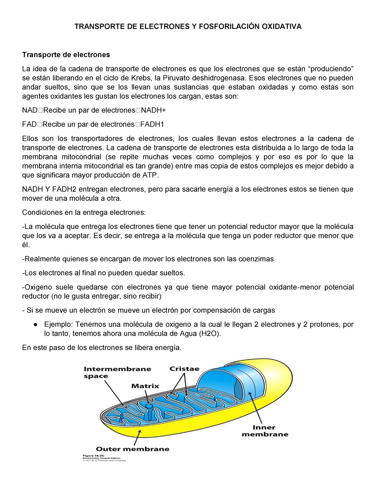 Clase 12 Cadena De Transporte De Electrones Y Fosforilación Oxidativa