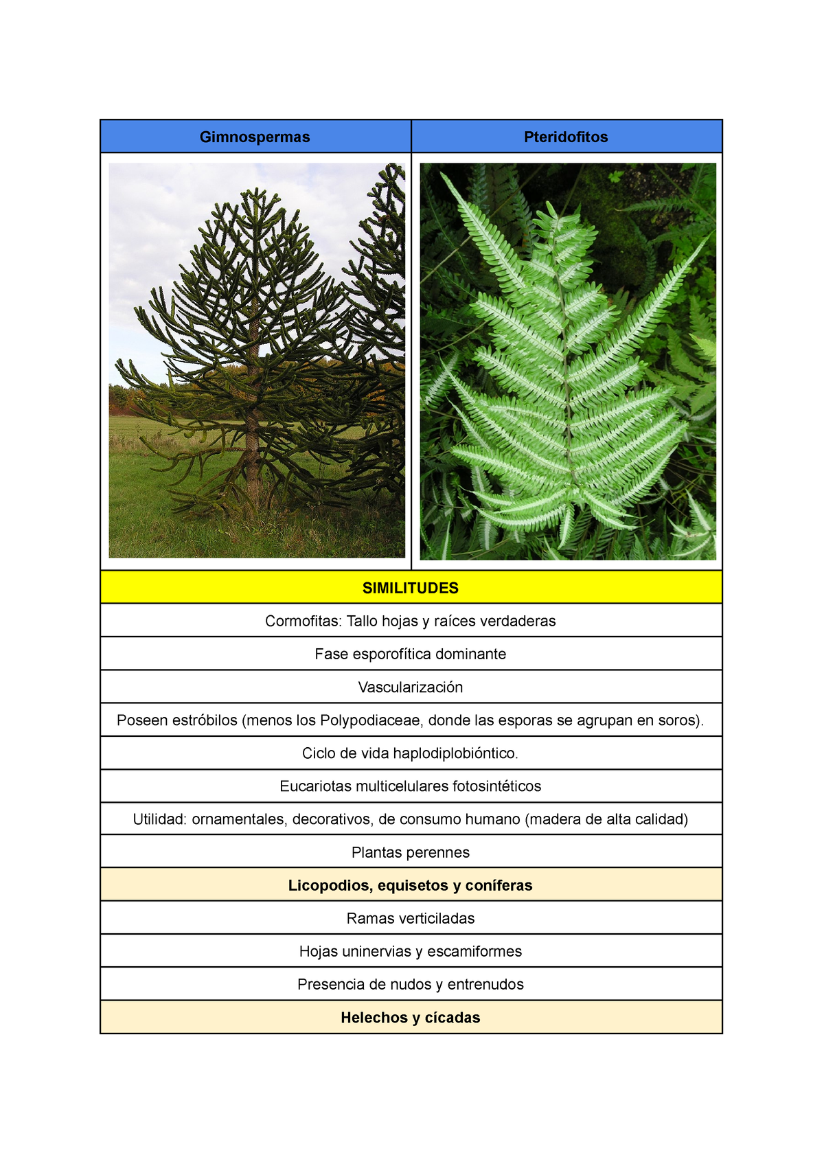 Cuadro Comparativo Gimnospermas Y Pteridófitas Gimnospermas