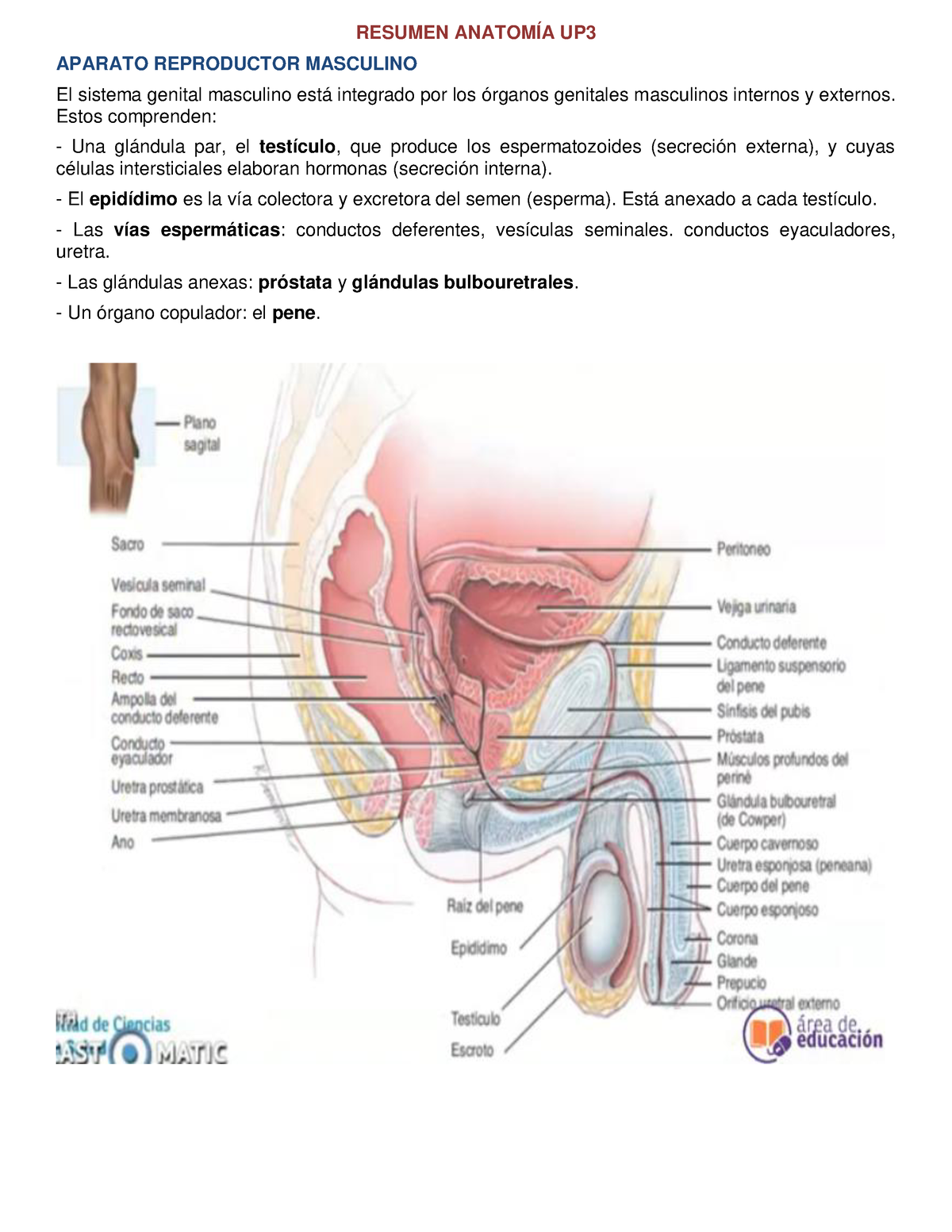 Resumen Anatomía Up3 Resumen AnatomÍa Up Aparato Reproductor