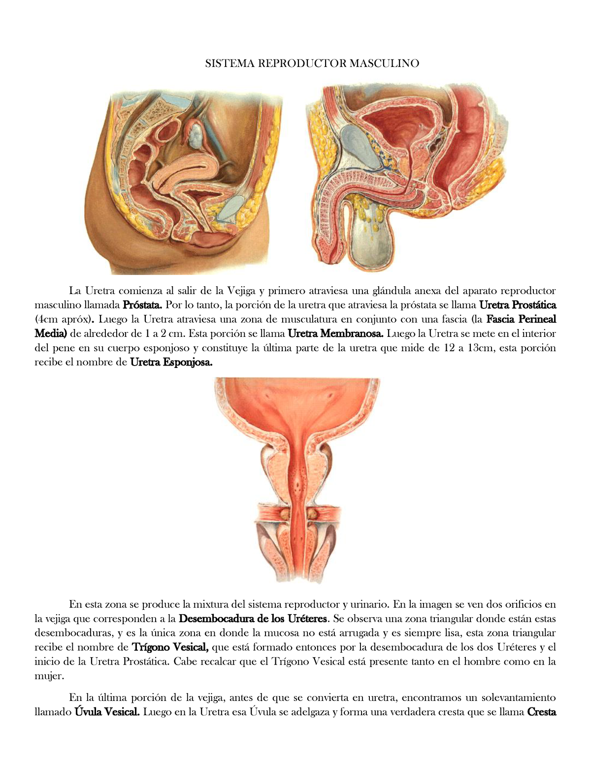 Apunte Anatomía Sistema Reproductor Sistema Reproductor Masculino La