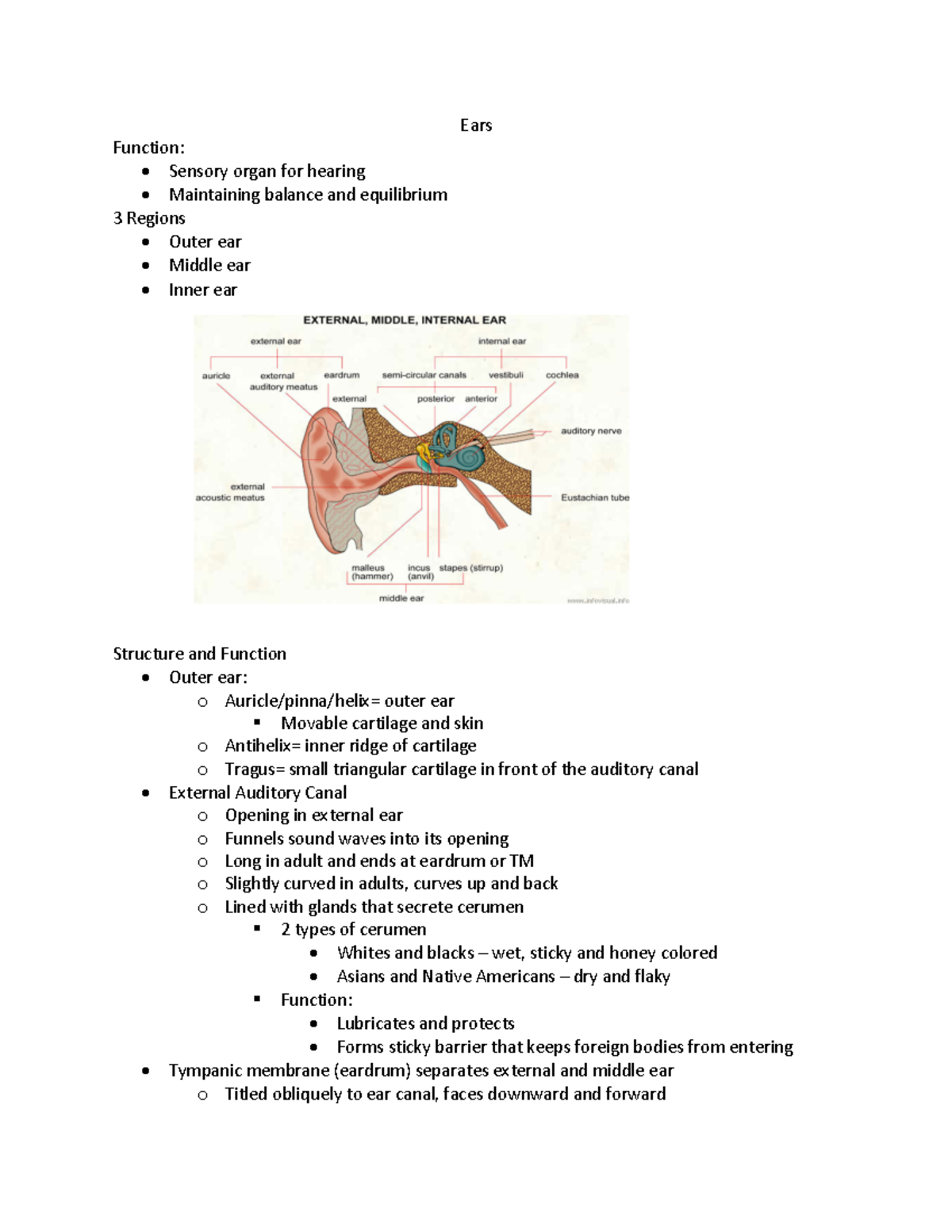 Ear Assessment Ears Function Sensory Organ For Hearing Maintaining