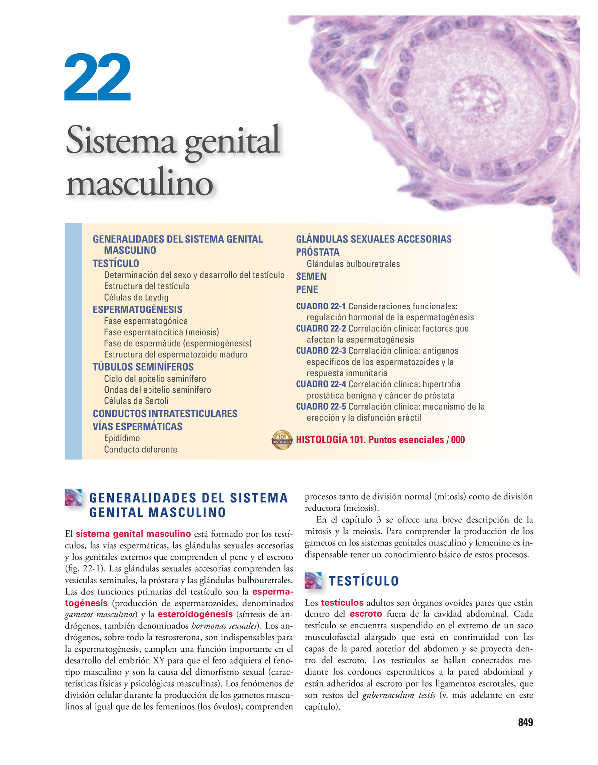 Cap 22 Sistema Reproductor Masculino Histologia Ross 7 Edicion 849 22