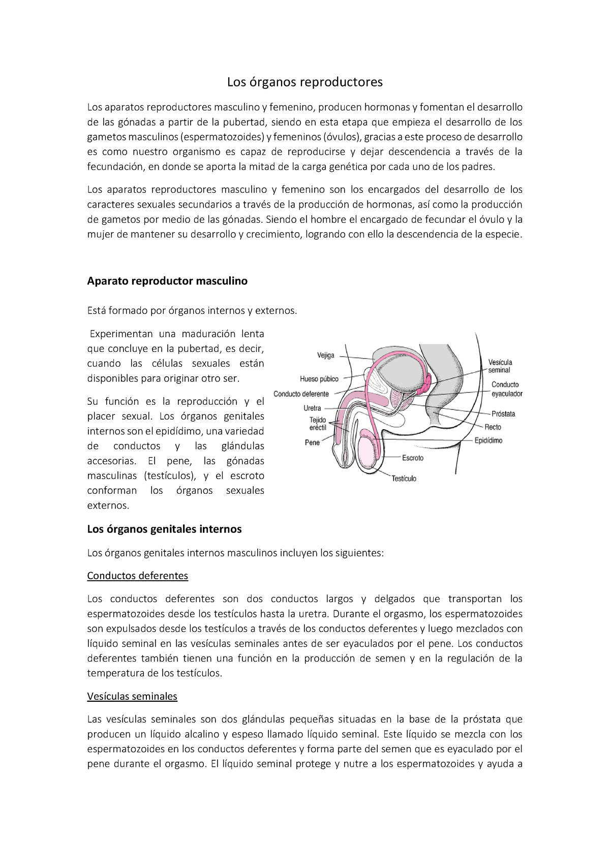 Los órganos Reproductores Los Aparatos Reproductores Masculino Y