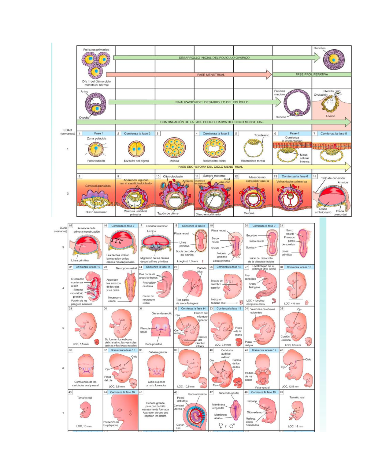 Embriología Semana 1 A 3 Semana 1 El Desarrollo Humano Comienza Con