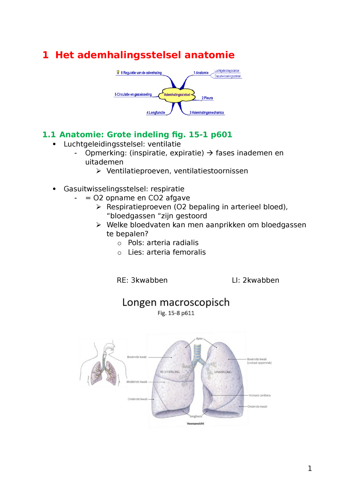 Samenvatting Het Ademhalingsstelsel 1 Het Ademhalingsstelsel Anatomie