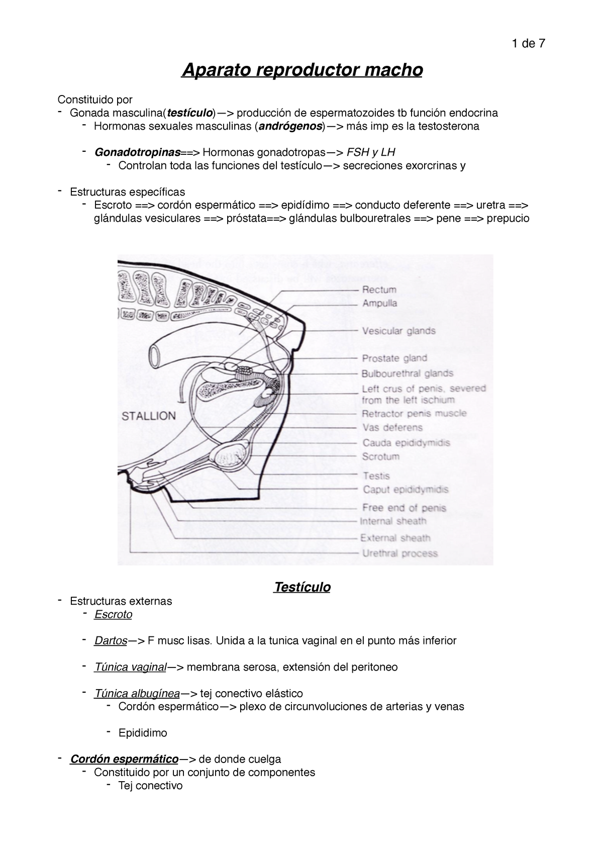 Aparato Reproductor Masculino 1 De 7 Aparato Reproductor Macho