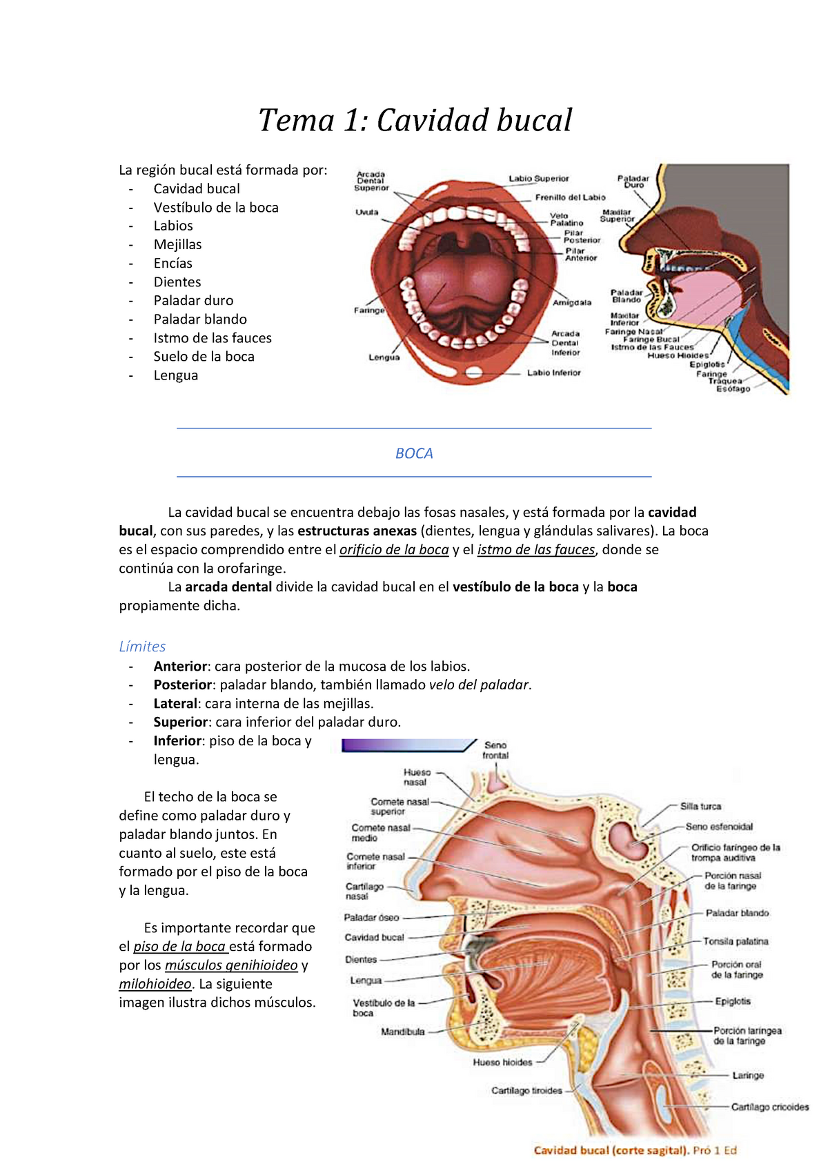 Tema 1 Cavidad Bucal Warning Tt Undefined Function 32 Tema 1