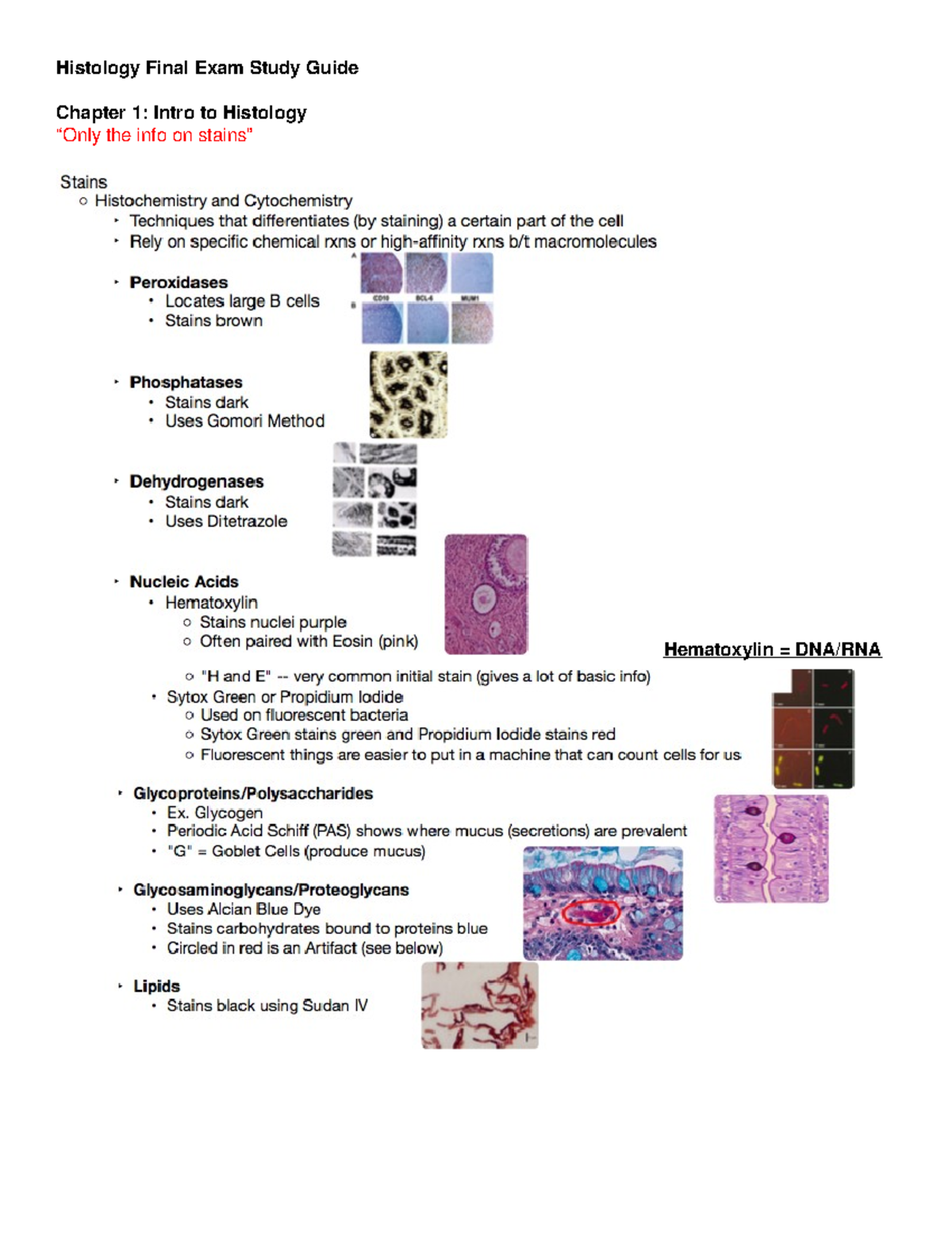 Lab Exam Histology Study Guide For Lab Exam Histology Lab Exam The