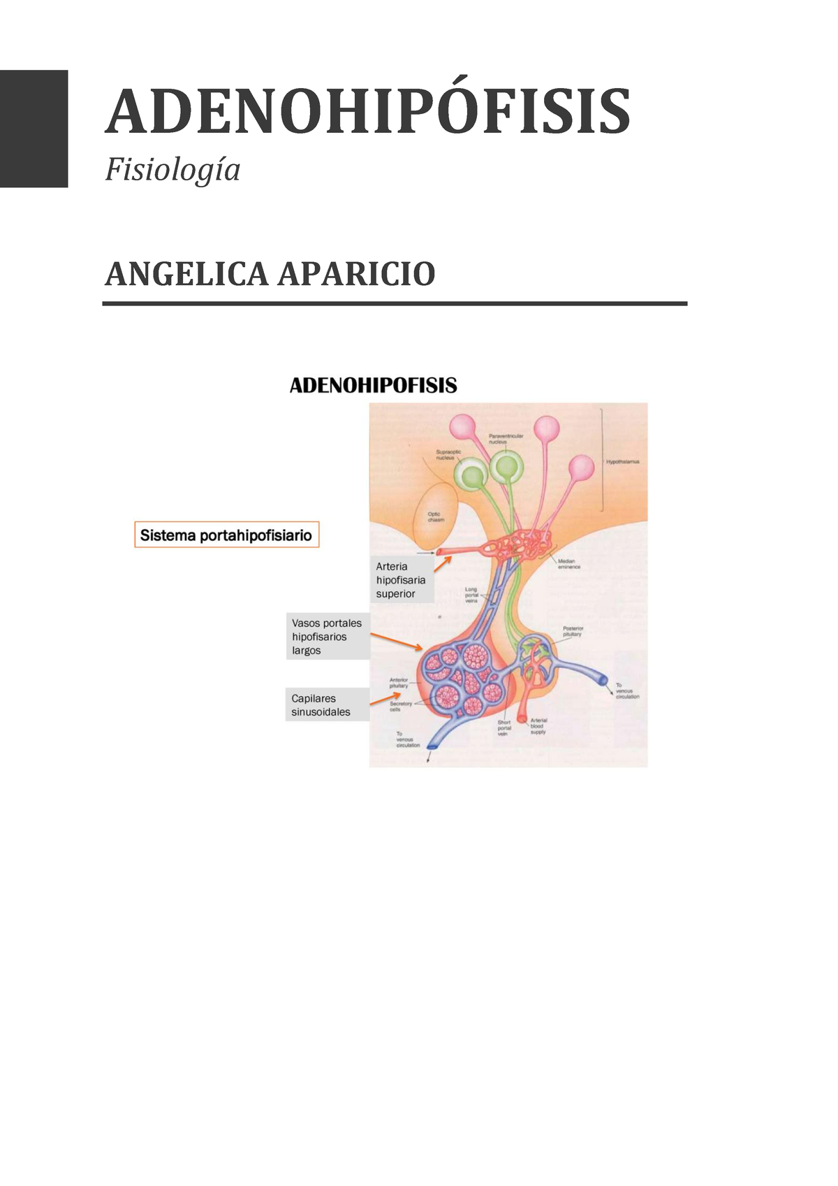 Adenohipófisis La Función De La Adenohipófisis Y Por Tanto La