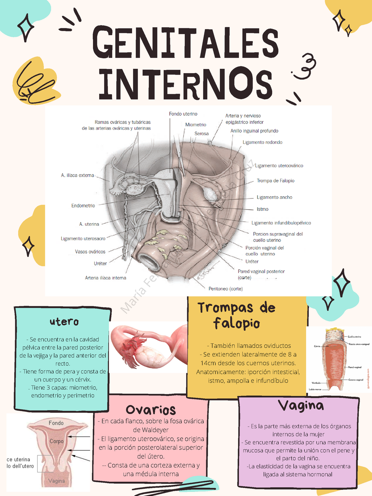Genitales Internos Anatomía Y Fisiología De Los Genitales Internos