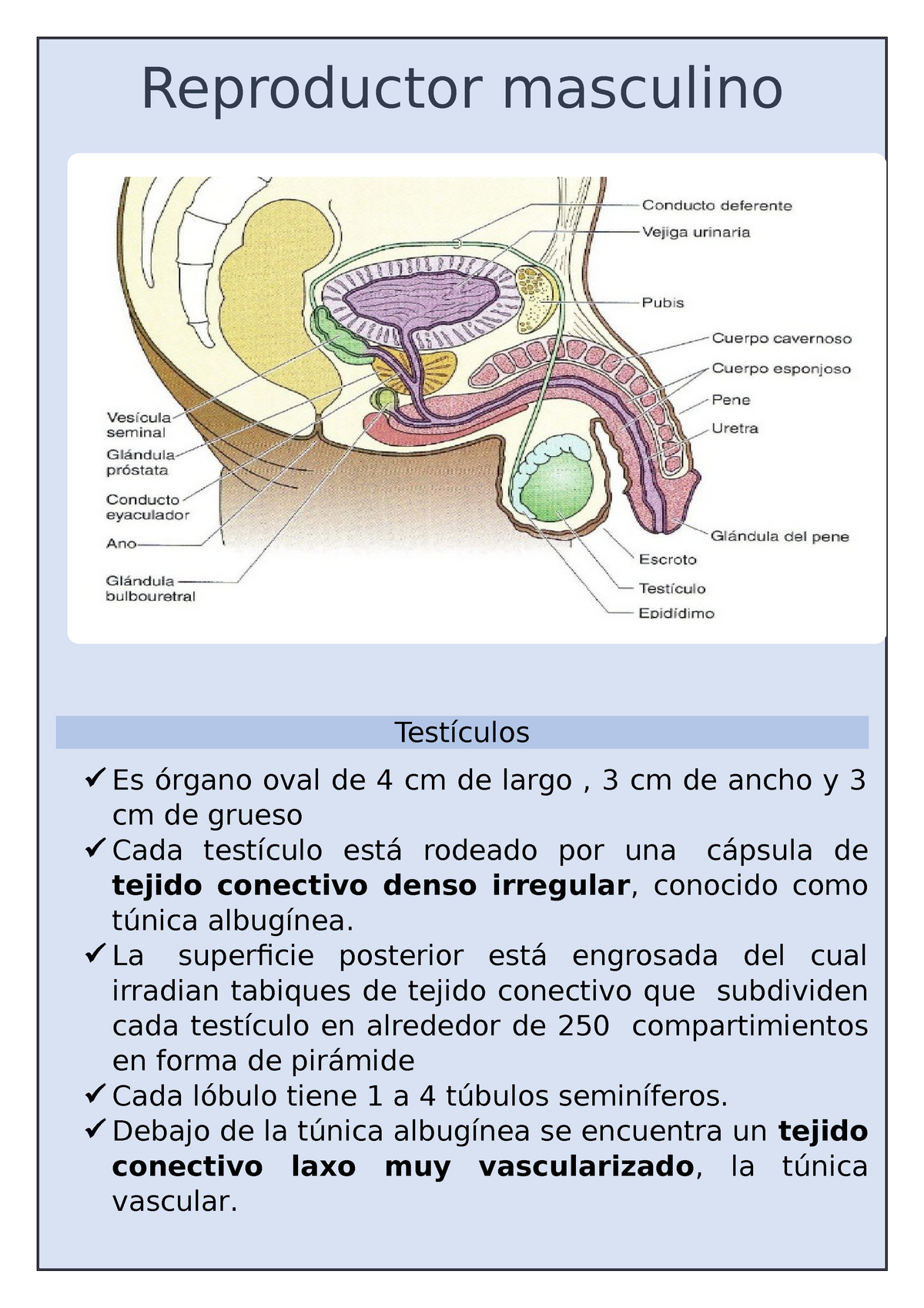 Histología Del Aparato Reproductor Masculino Reproductor Masculino