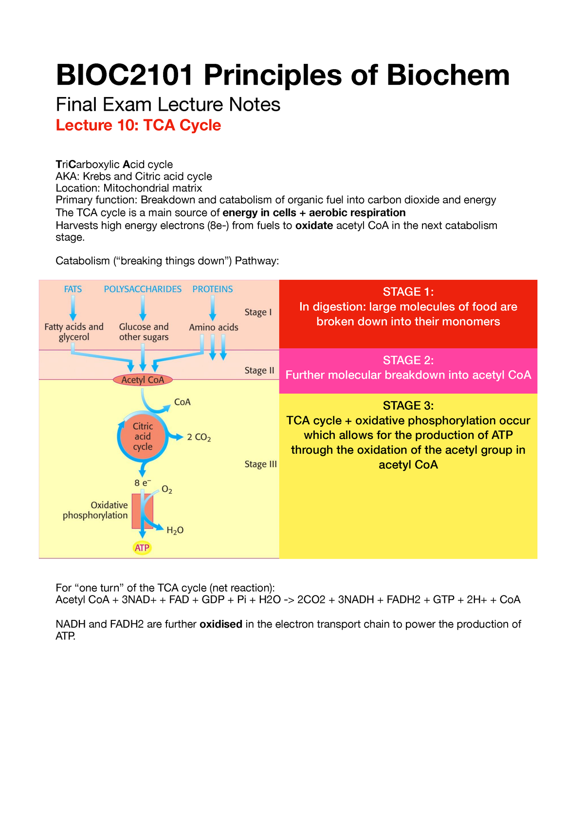 Biochem Notes Bioc2101 Principles Of Biochem Final Exam Lecture Notes