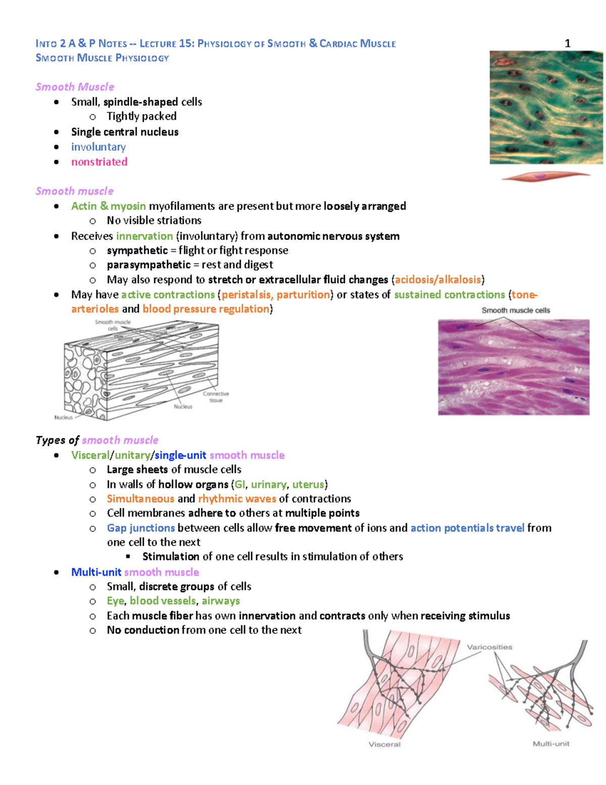 Lecture 15 Physiology Of Smooth Cardiac Muscle Smooth Muscle