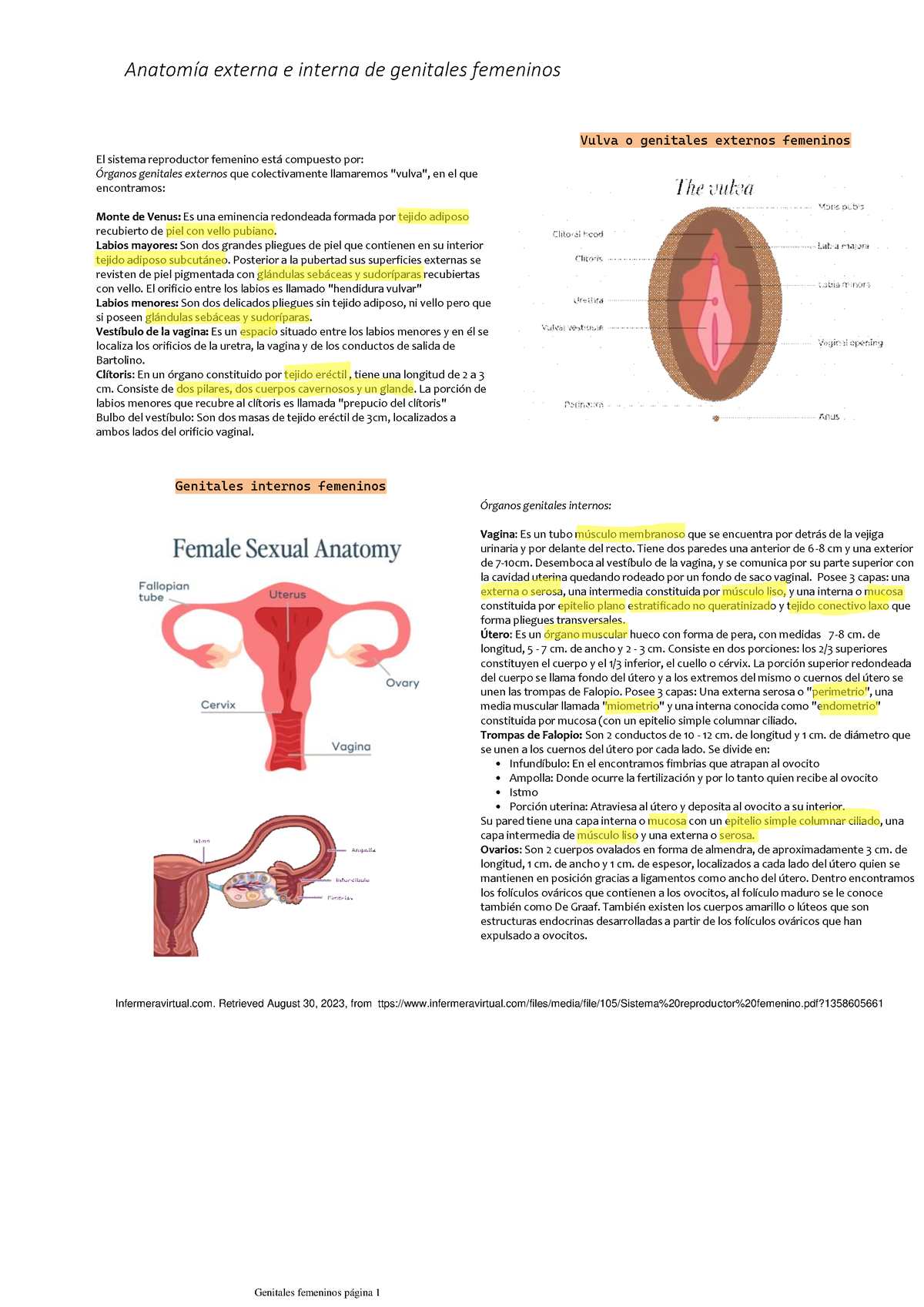 Anatomía Externa E Interna De Genitales Femeninos Vulva O Genitales