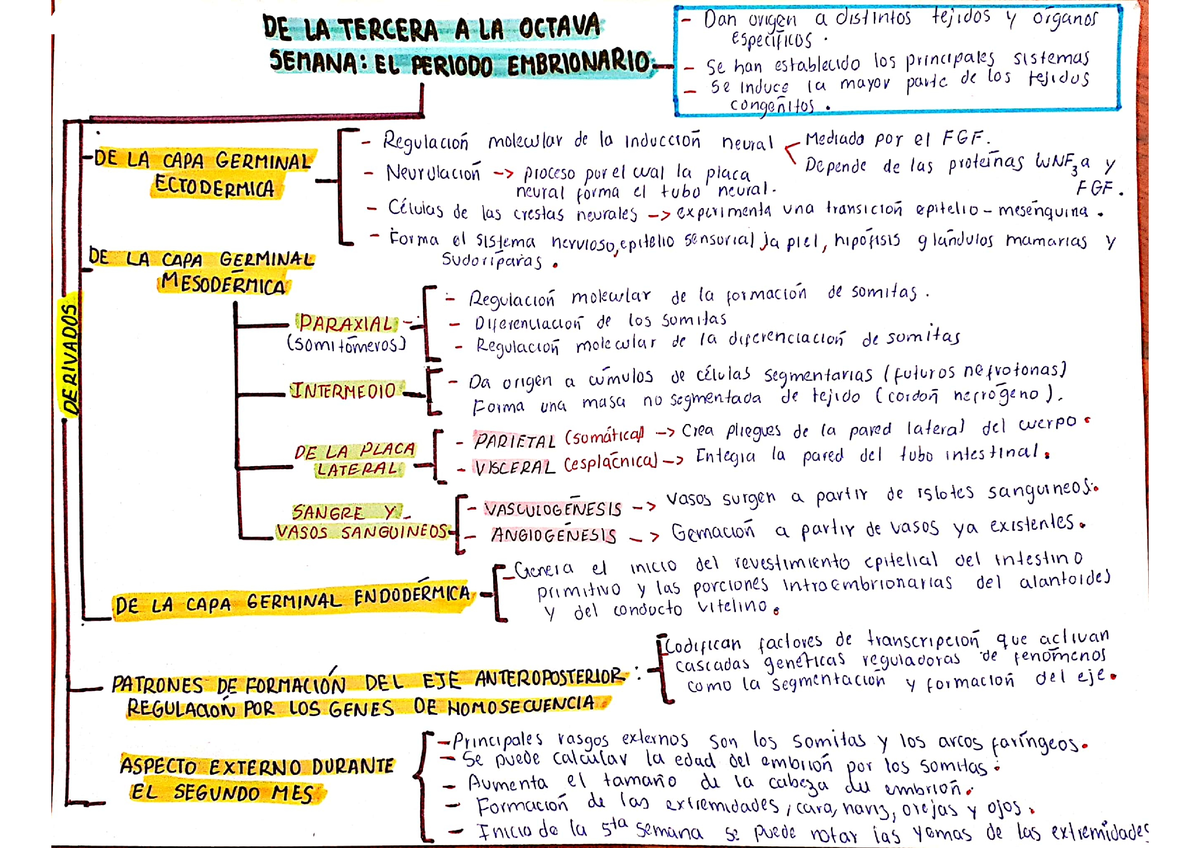 Mapa Conceptual Embriología I Studocu