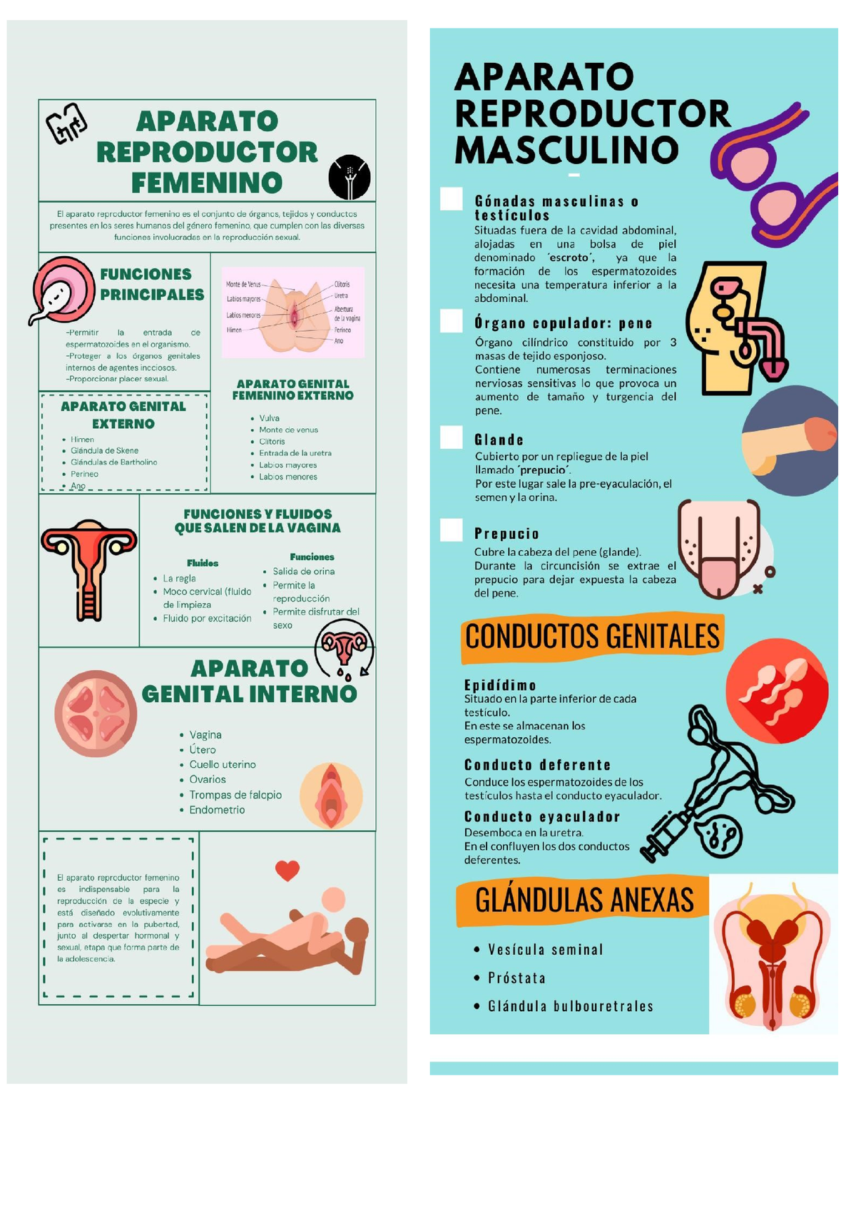 Aparato Reproductor Masculino Y Femenino Ginecología Y Obstetricia