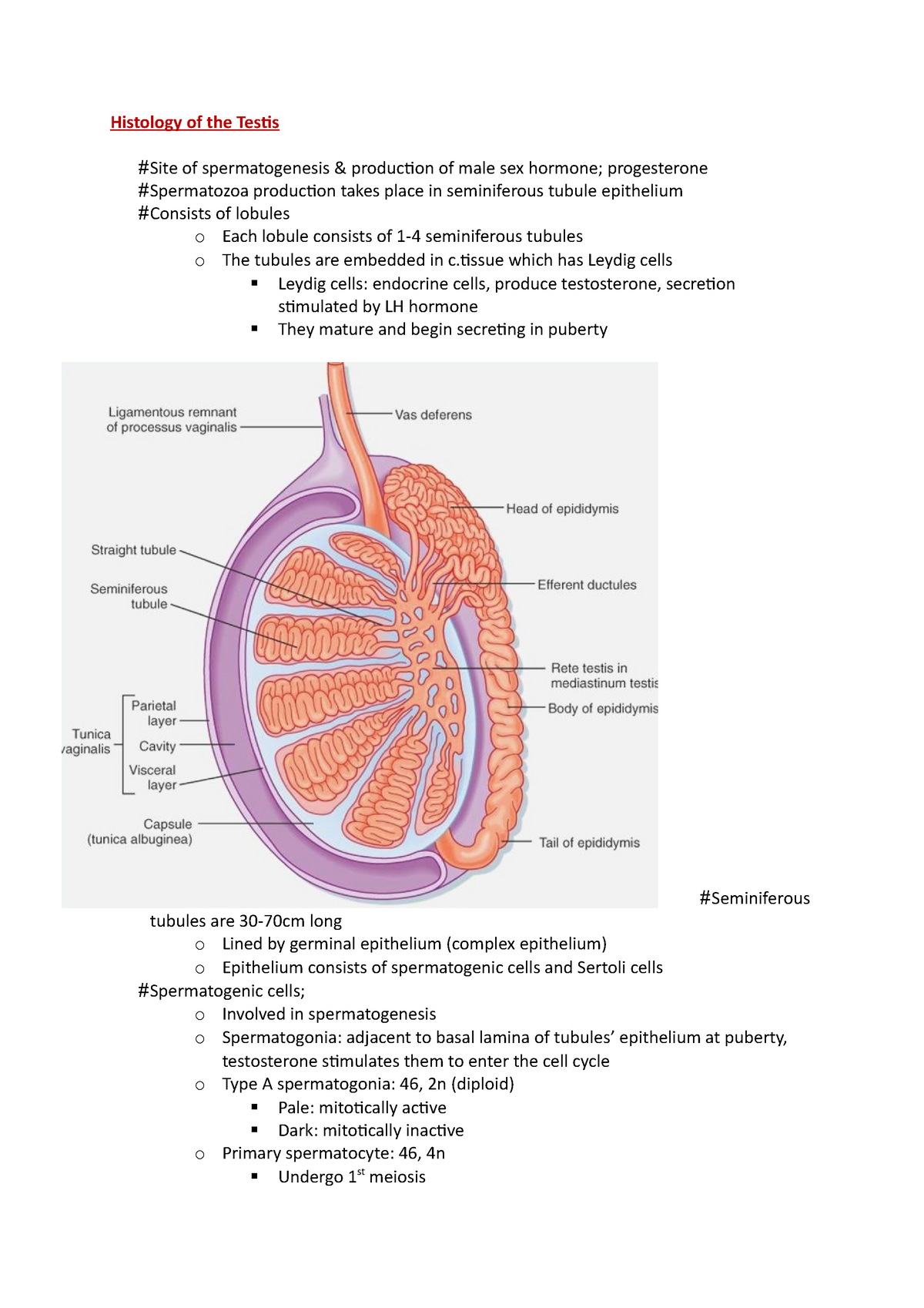 Testis Histology Diagram